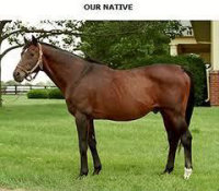 Our Native (horse) Wiki & Bio