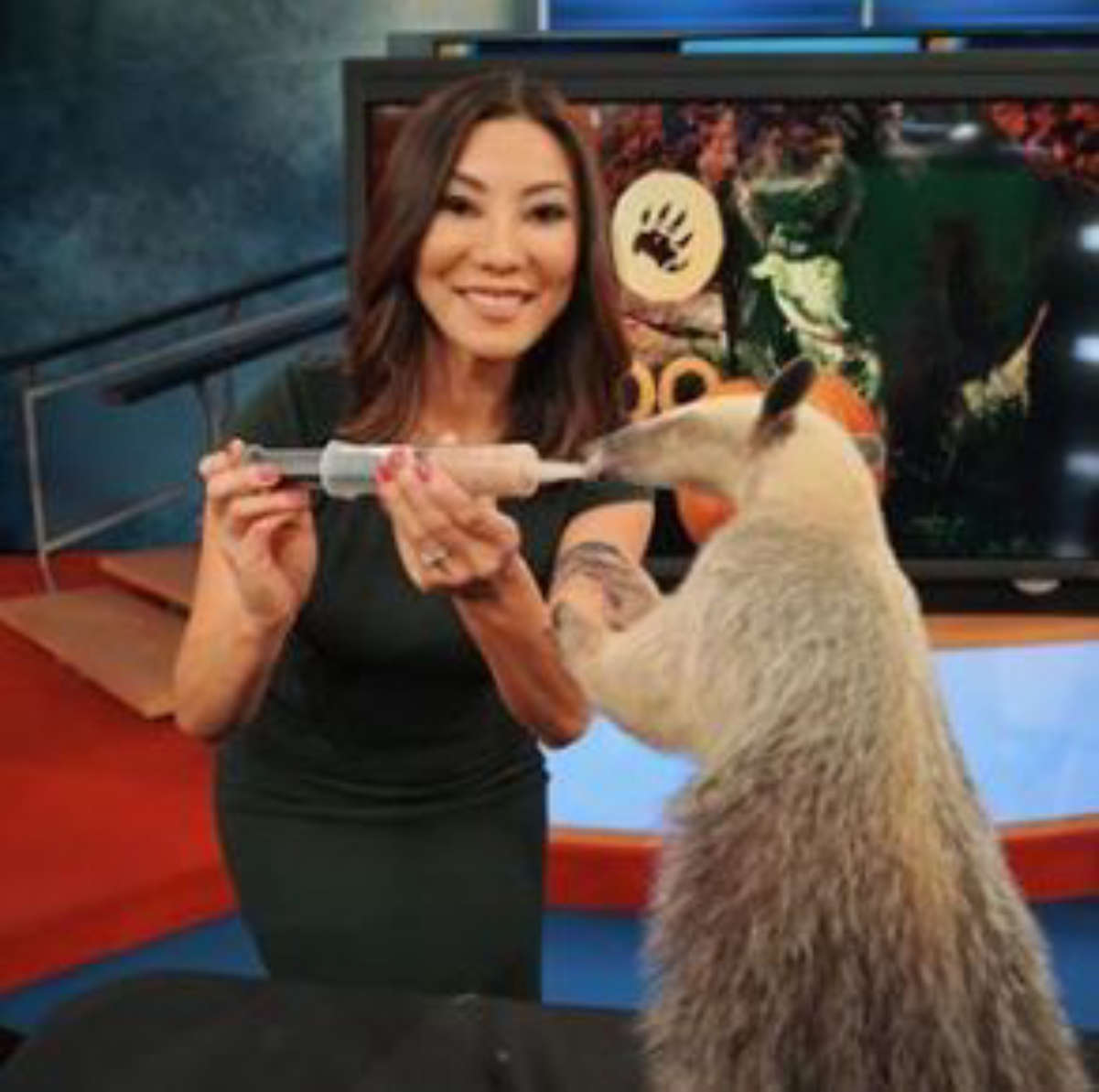 Amber Lee (Journalist) Wiki