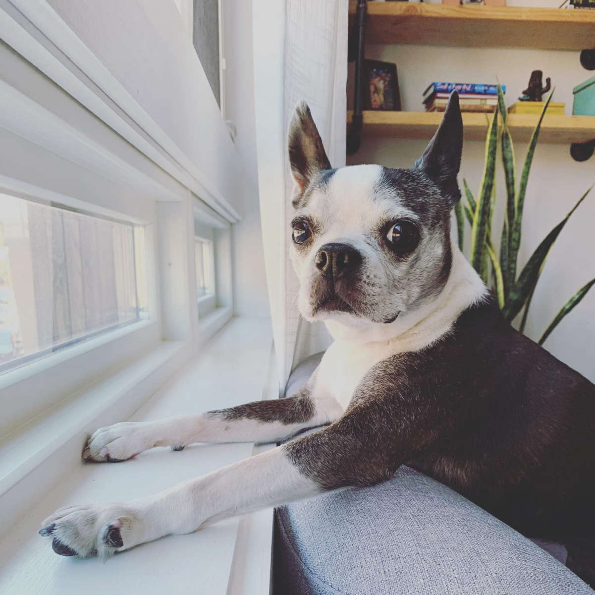 Shaina Humphries Wiki