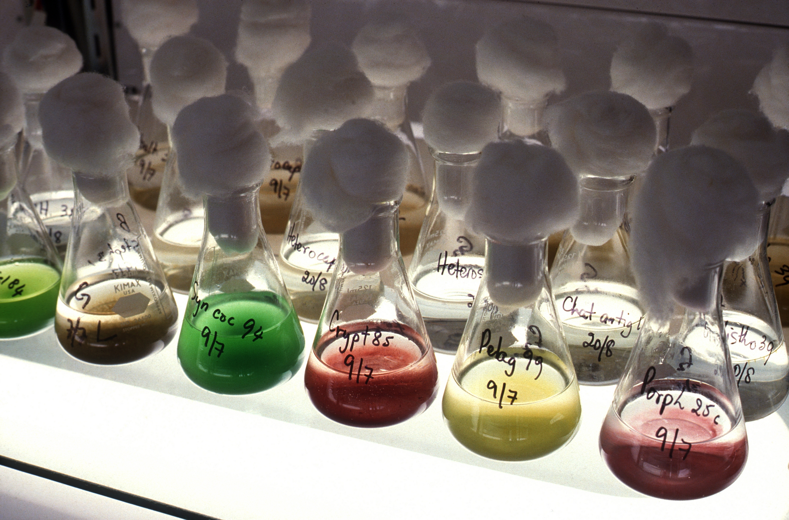 Microphyte | Wiki | Everipedia