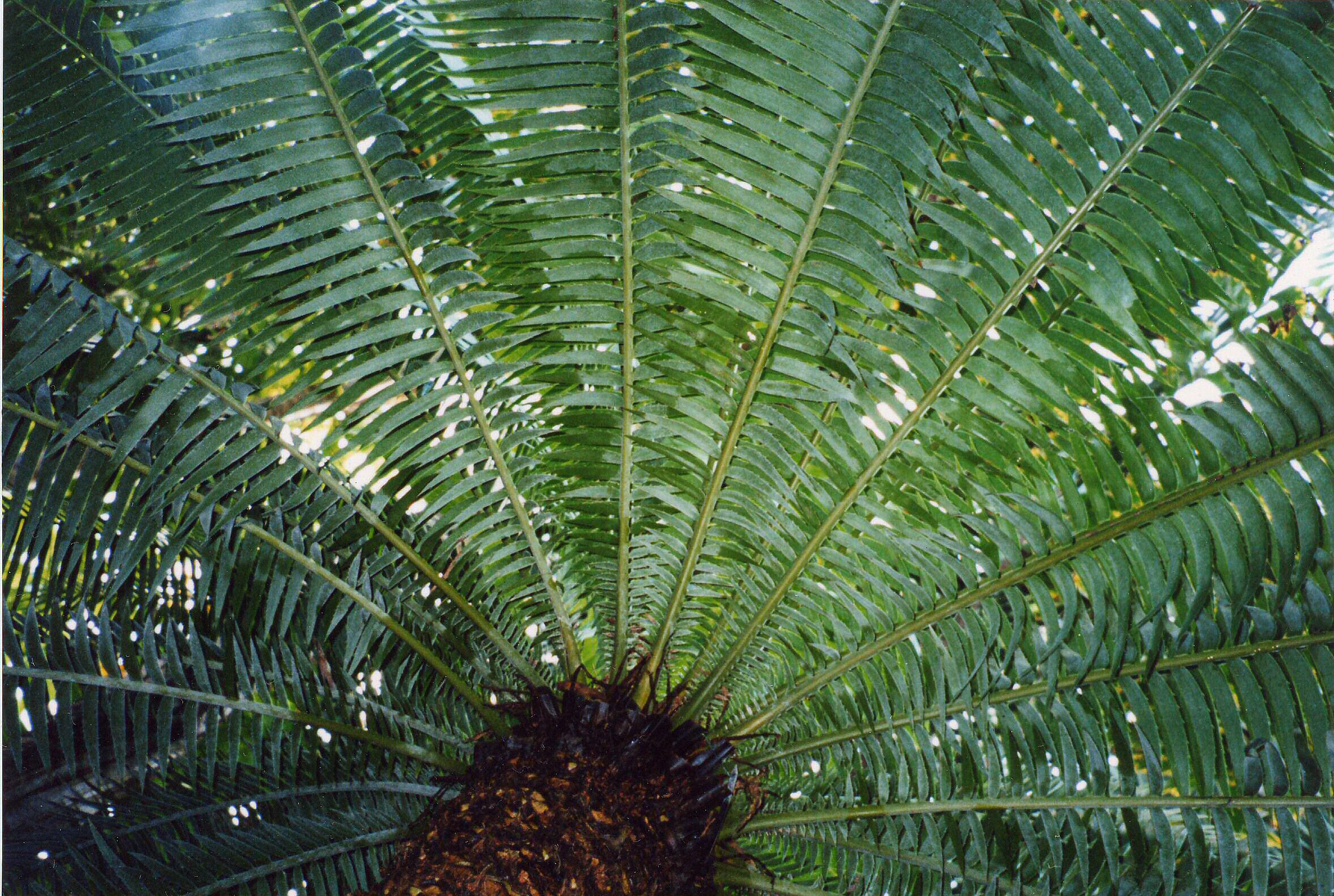 Cycad | Wiki | Everipedia
