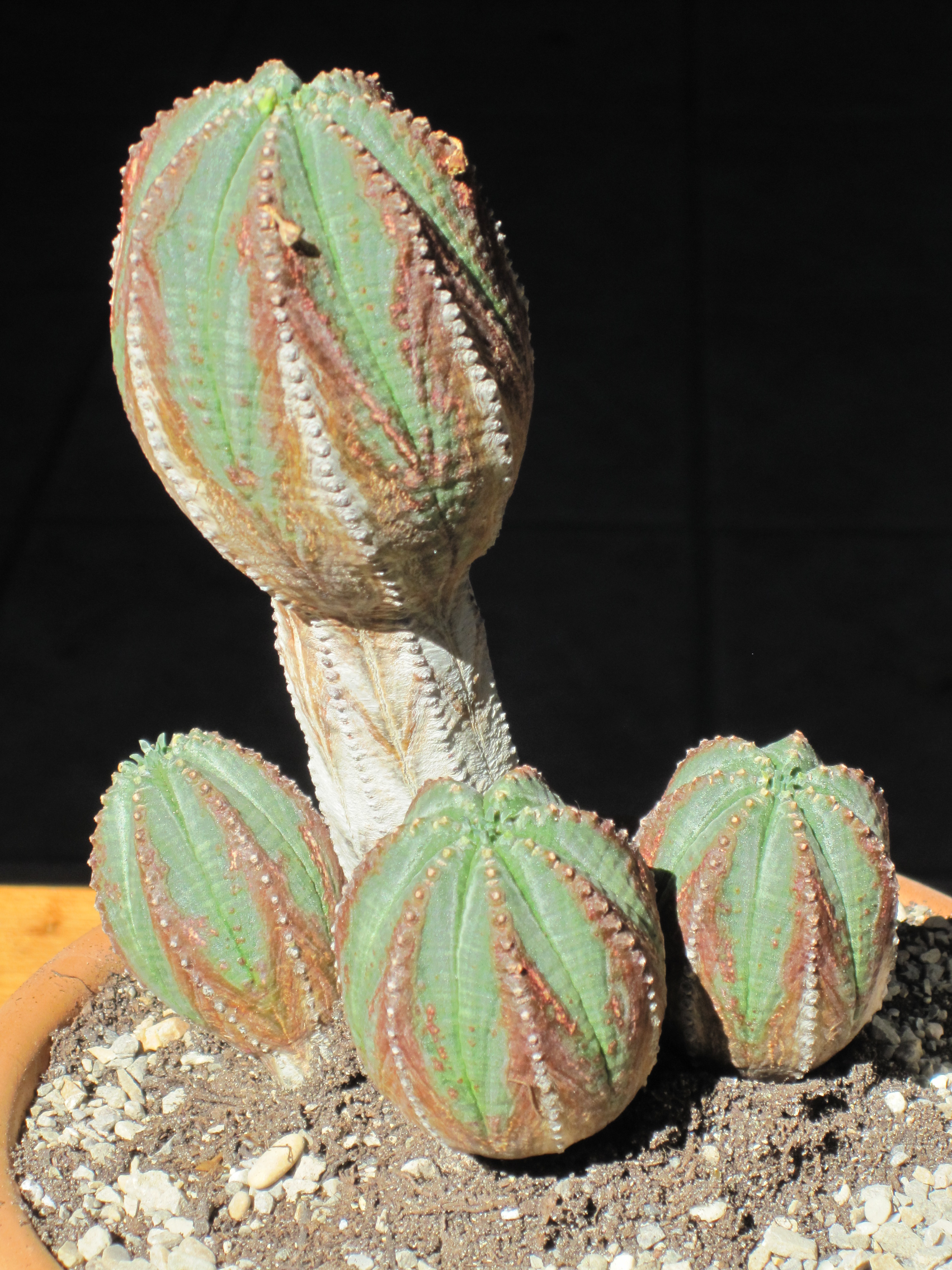 Euphorbia Wikipedia