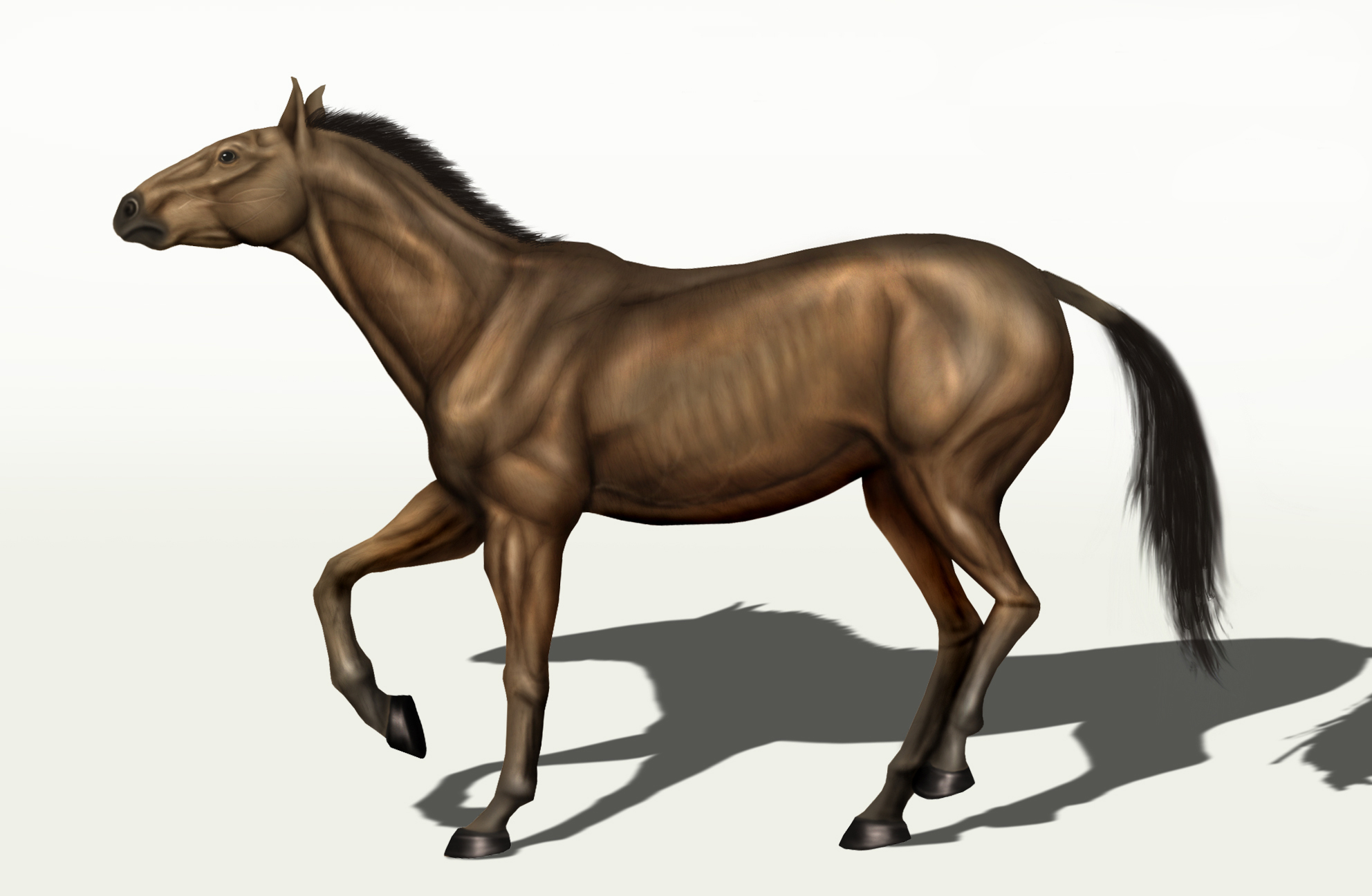 Equus (genus) | Wiki | Everipedia