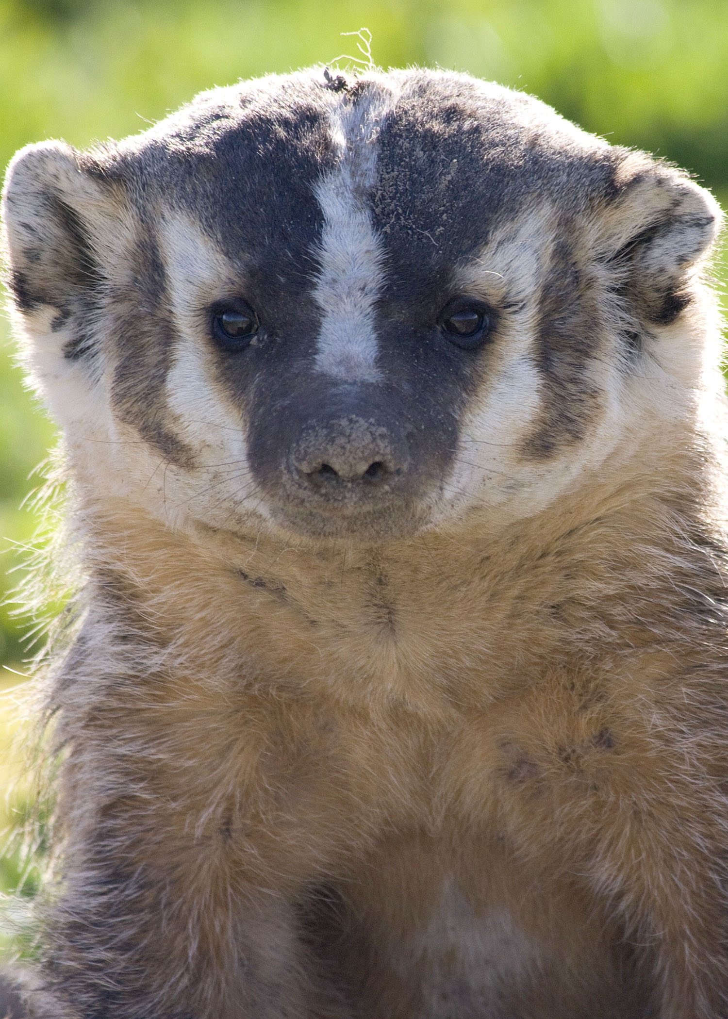 American badger | Wiki | Everipedia