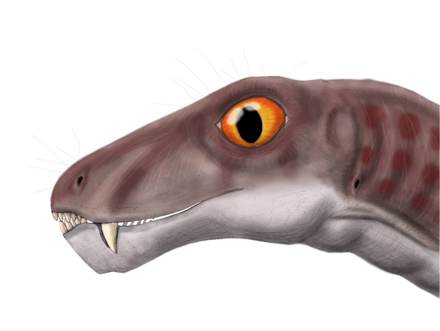 Dicynodon Assemblage Zone | Wiki | Everipedia