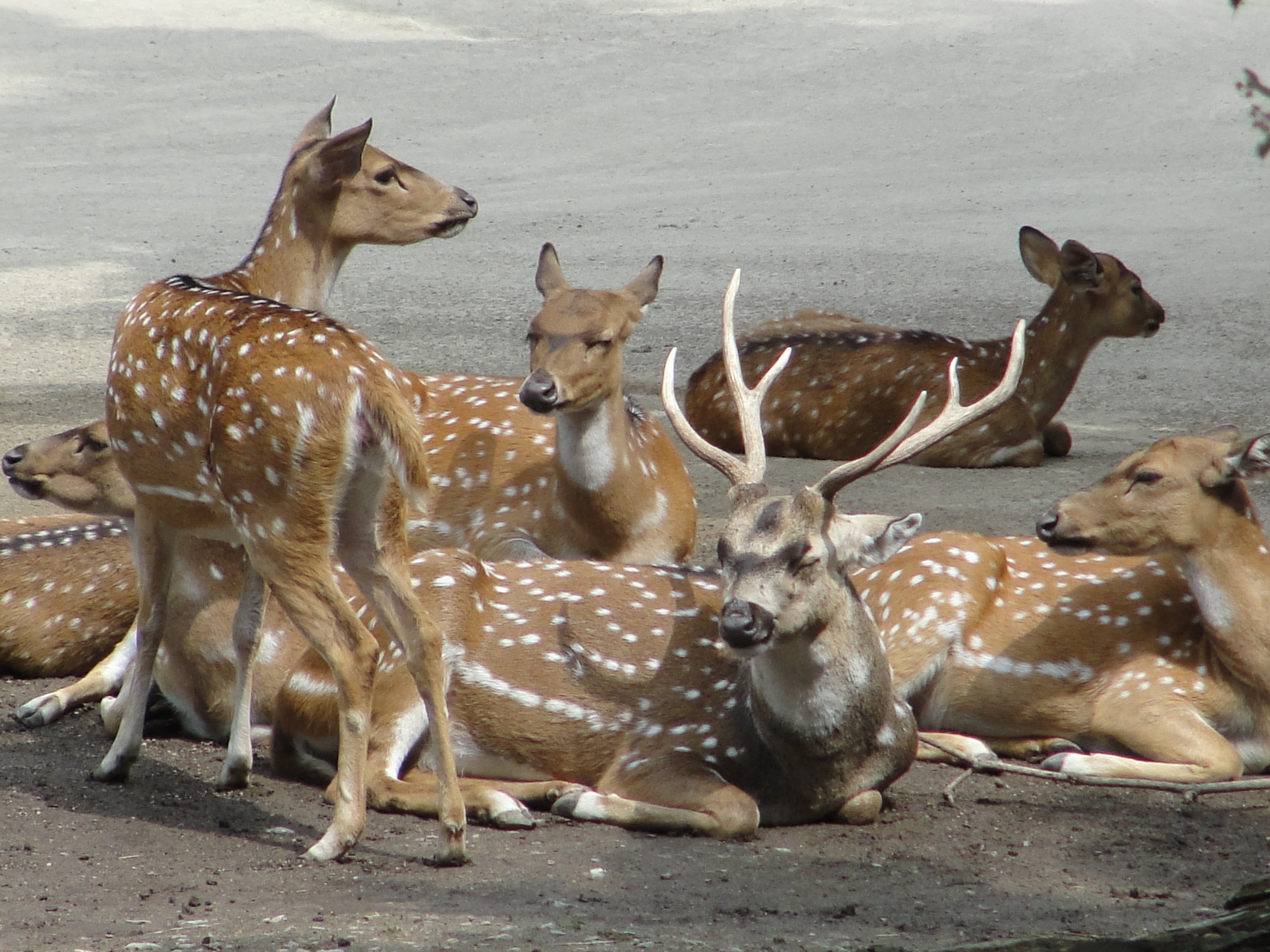 Chital | Wiki | Everipedia