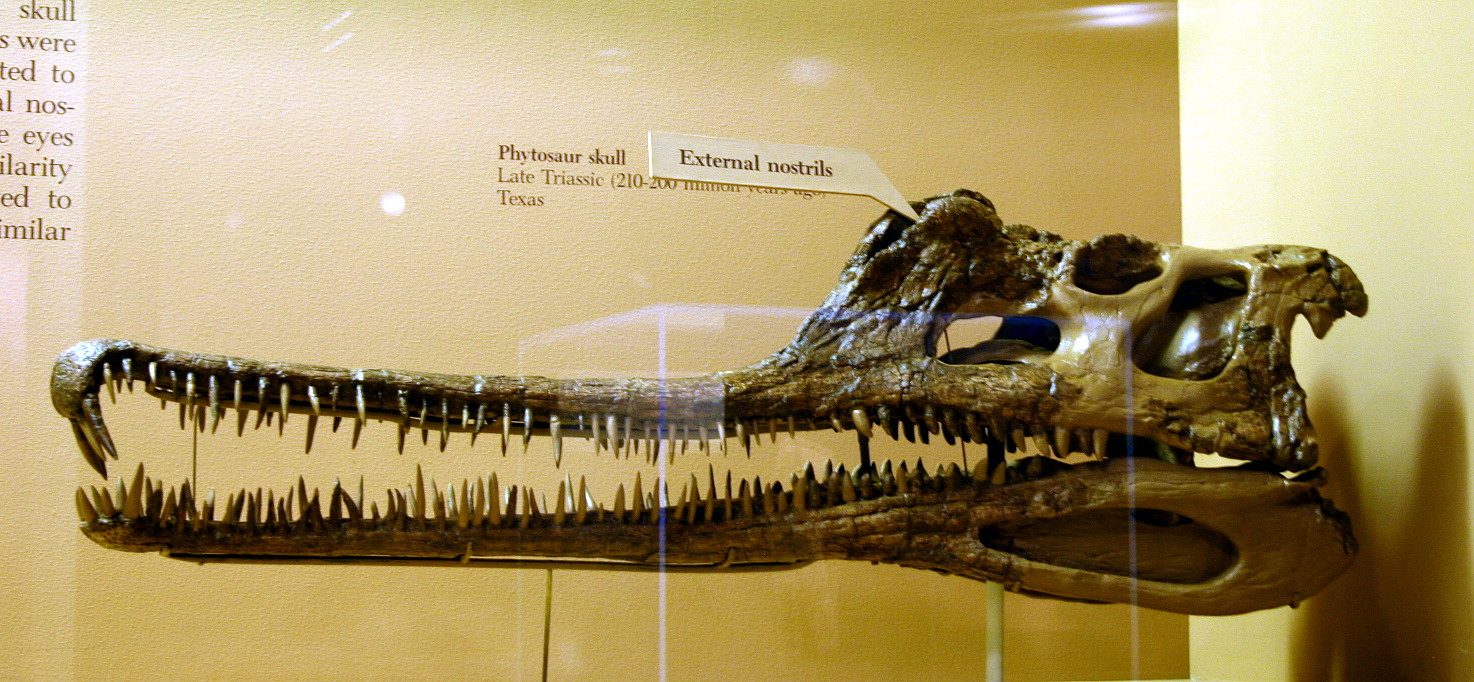 Phytosaur | Wiki | Everipedia
