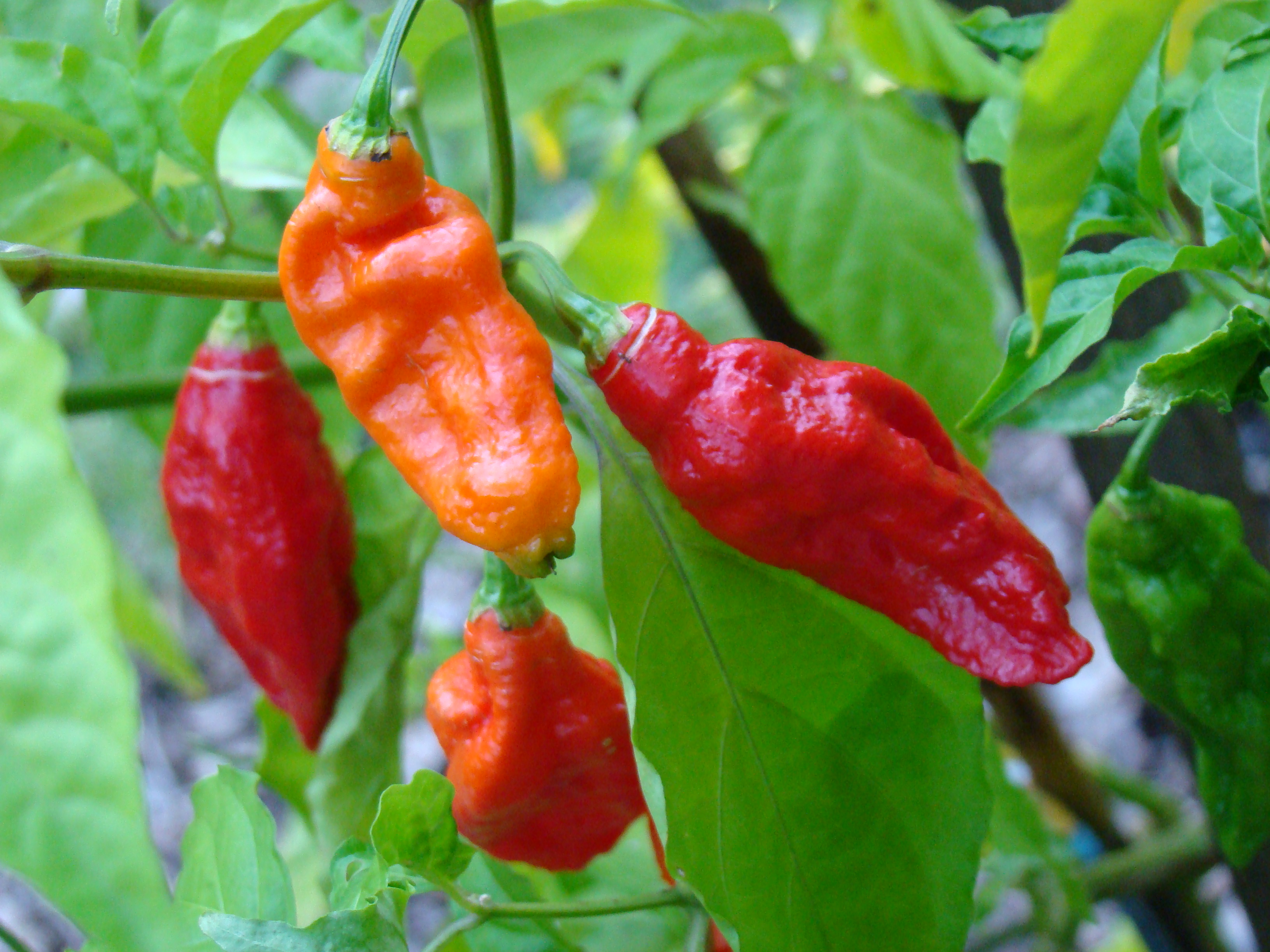 Scoville scale | Wiki | Everipedia