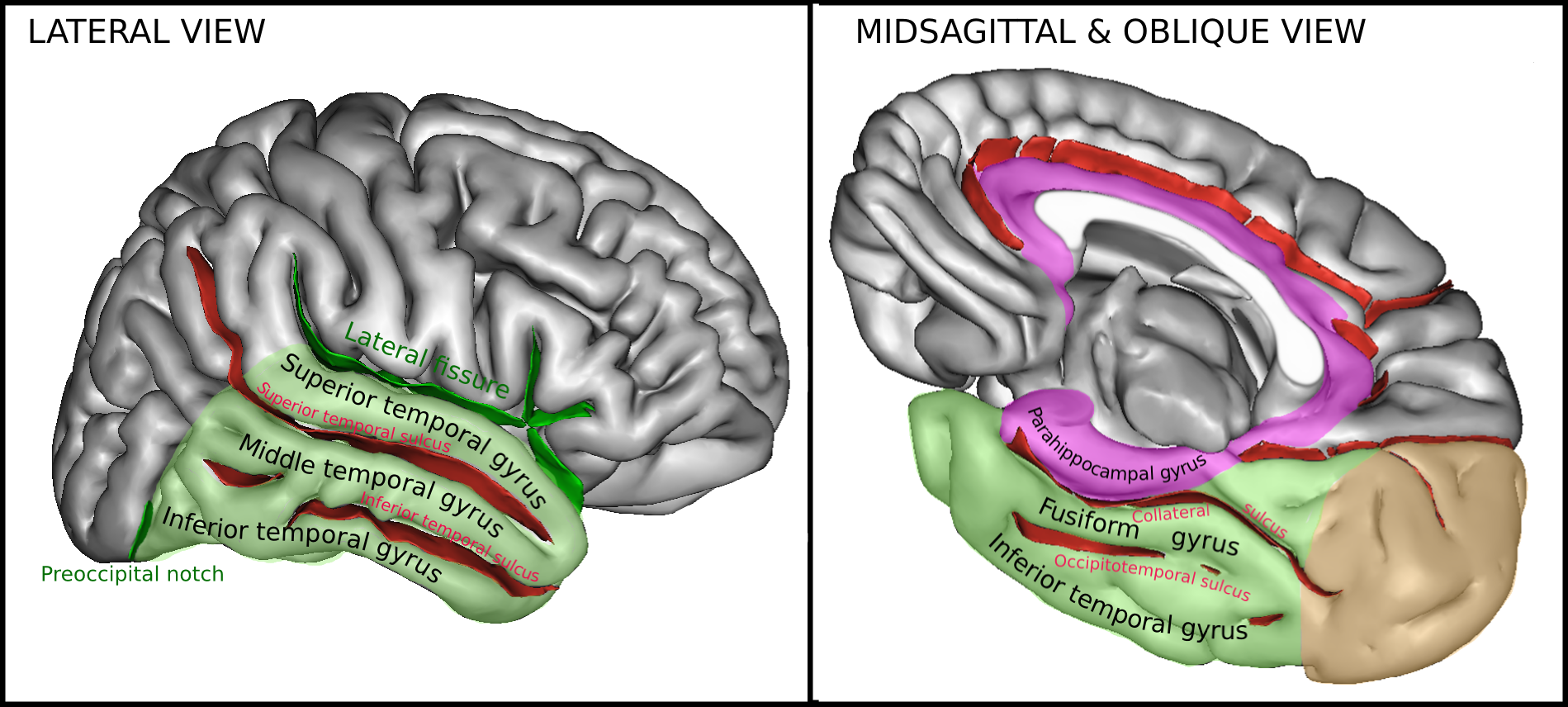 Inferior temporal gyrus | Wiki | Everipedia
