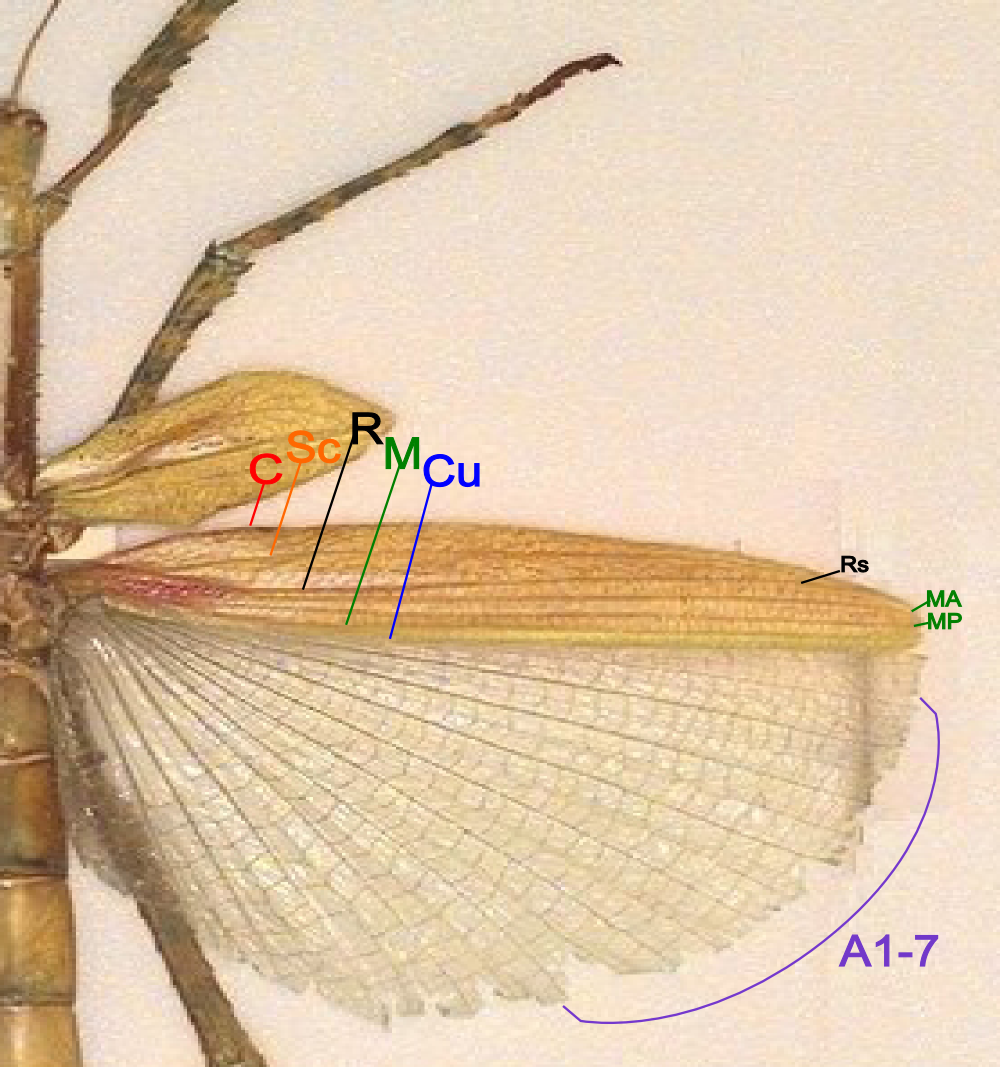 Insect wing | Wiki | Everipedia