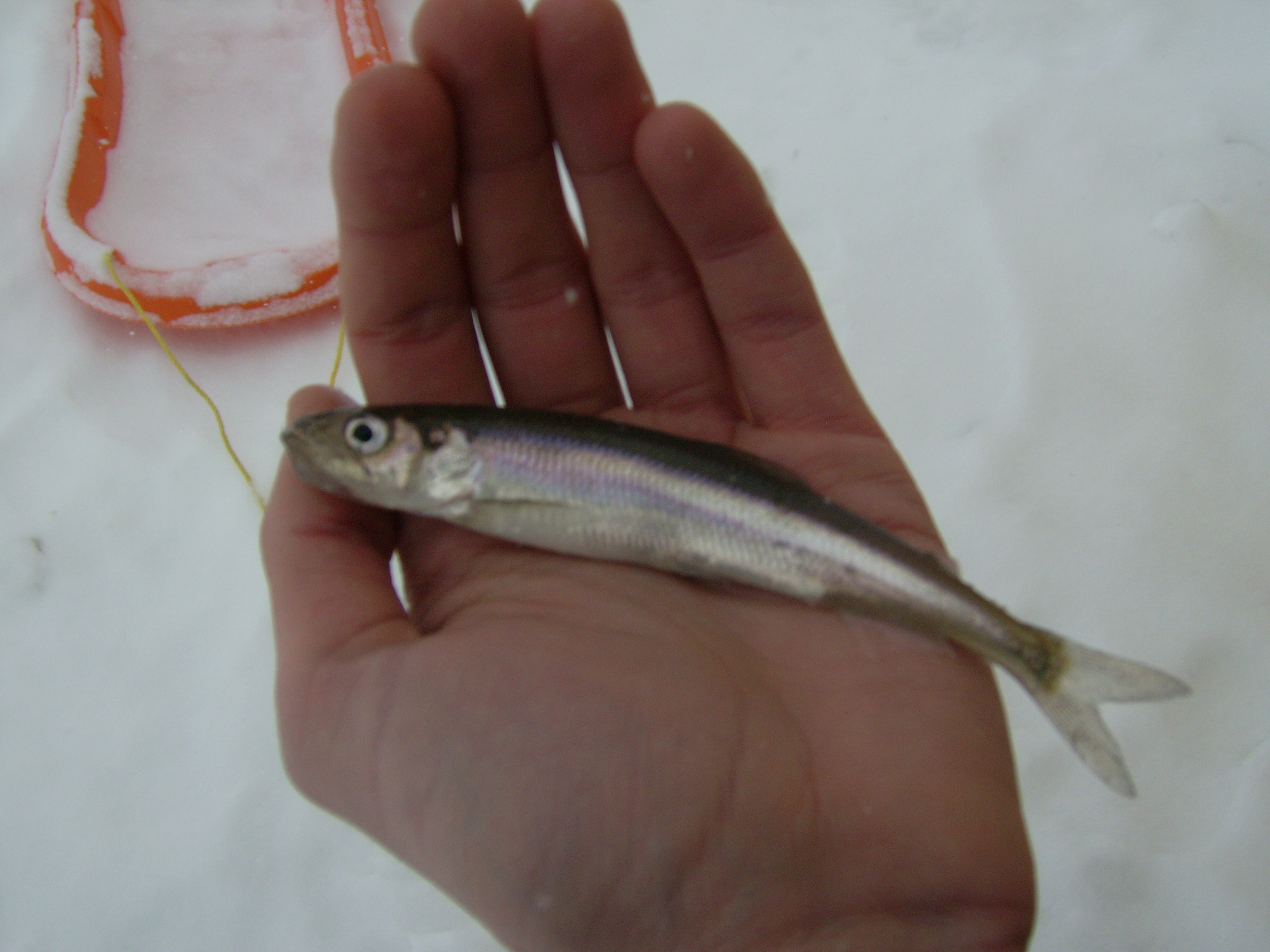 Rainbow smelt | Wiki | Everipedia