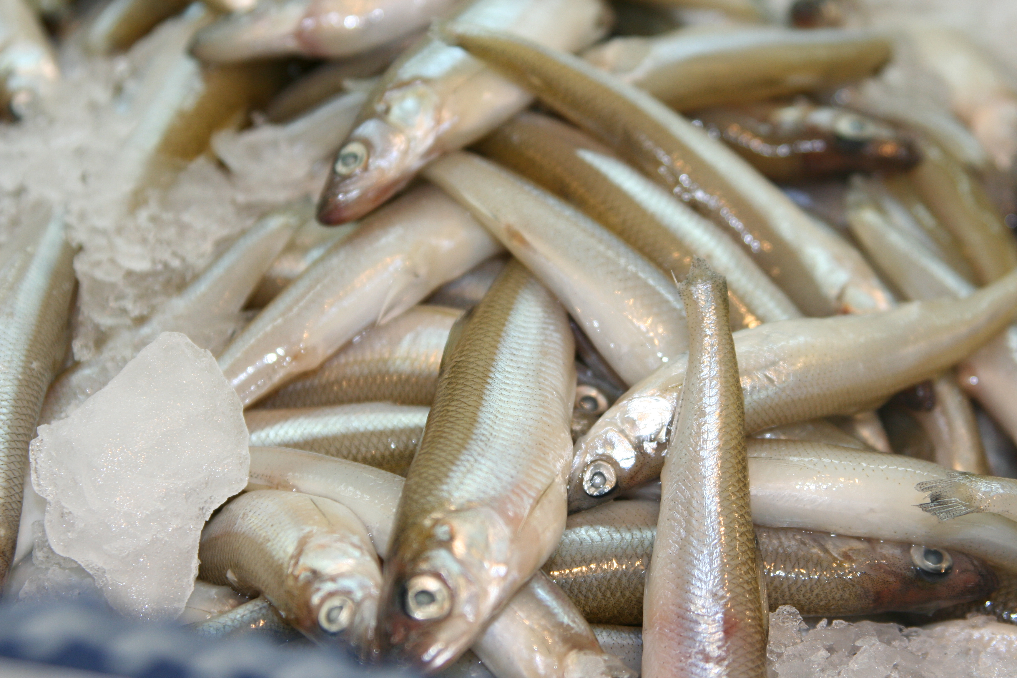Smelt (fish) | Wiki | Everipedia