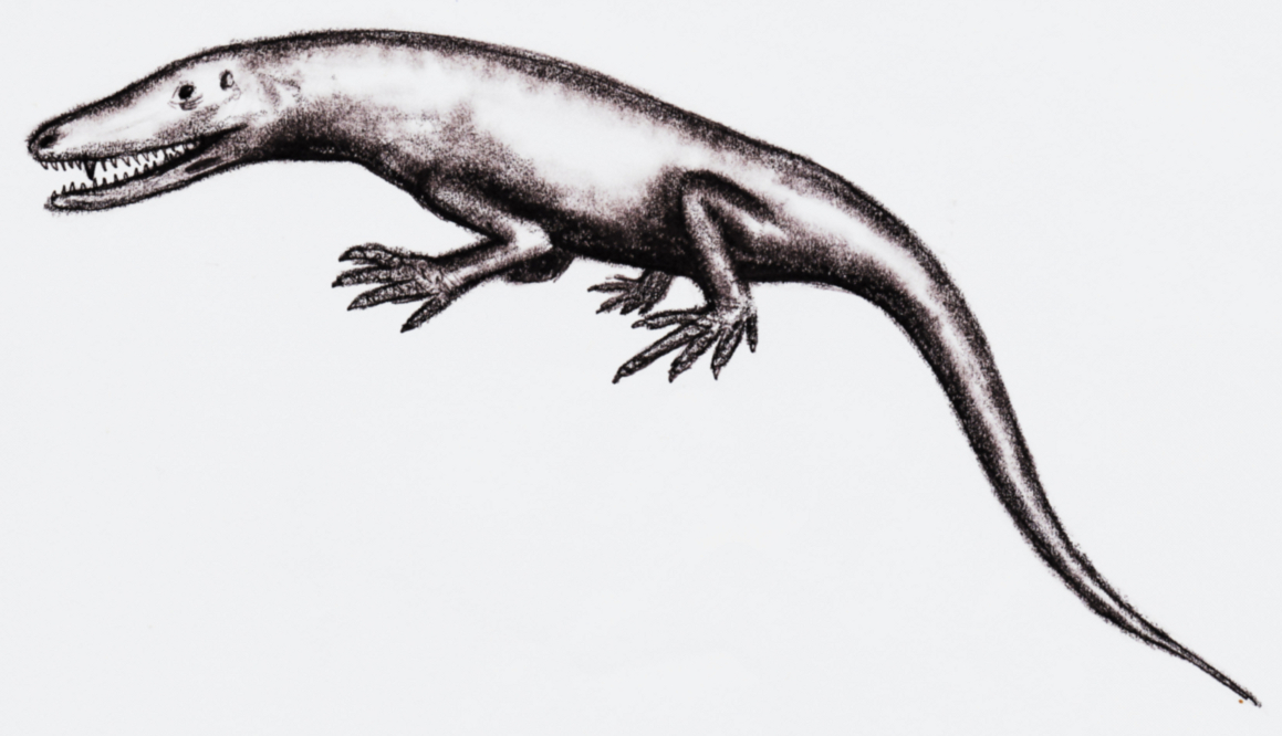 Varanosaurus