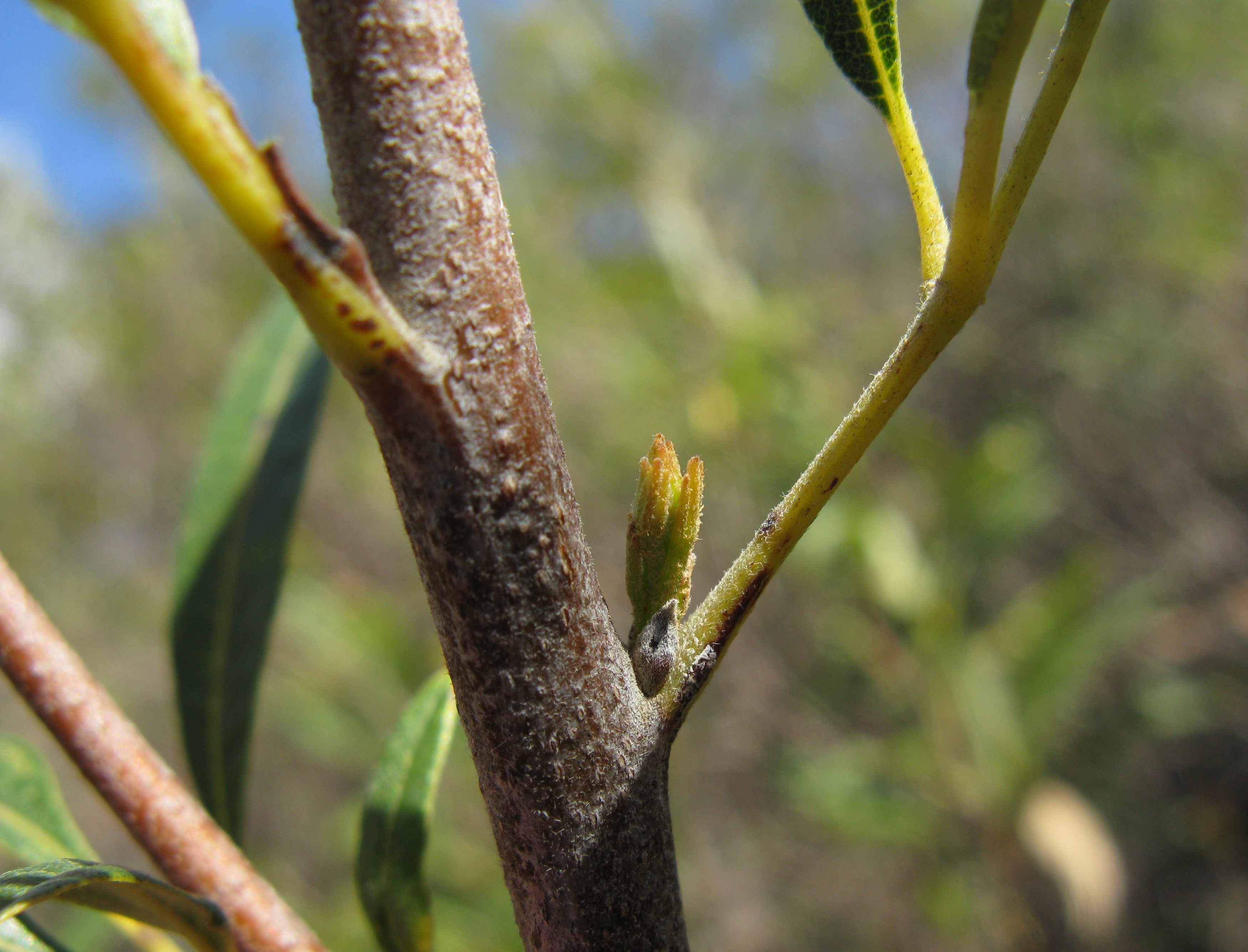 Axillary Bud Wiki Everipedia axillary-bud-wiki-everipedia