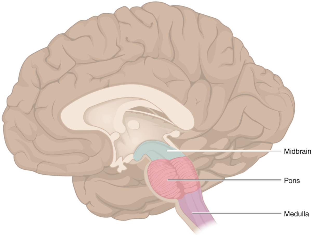Brainstem Wiki