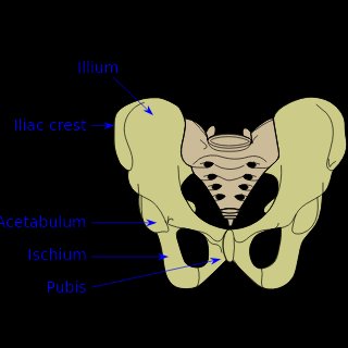 Iliac