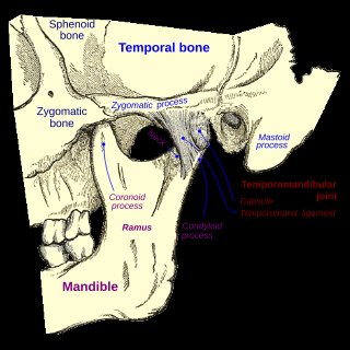 Mastoid part of the temporal bone Wiki