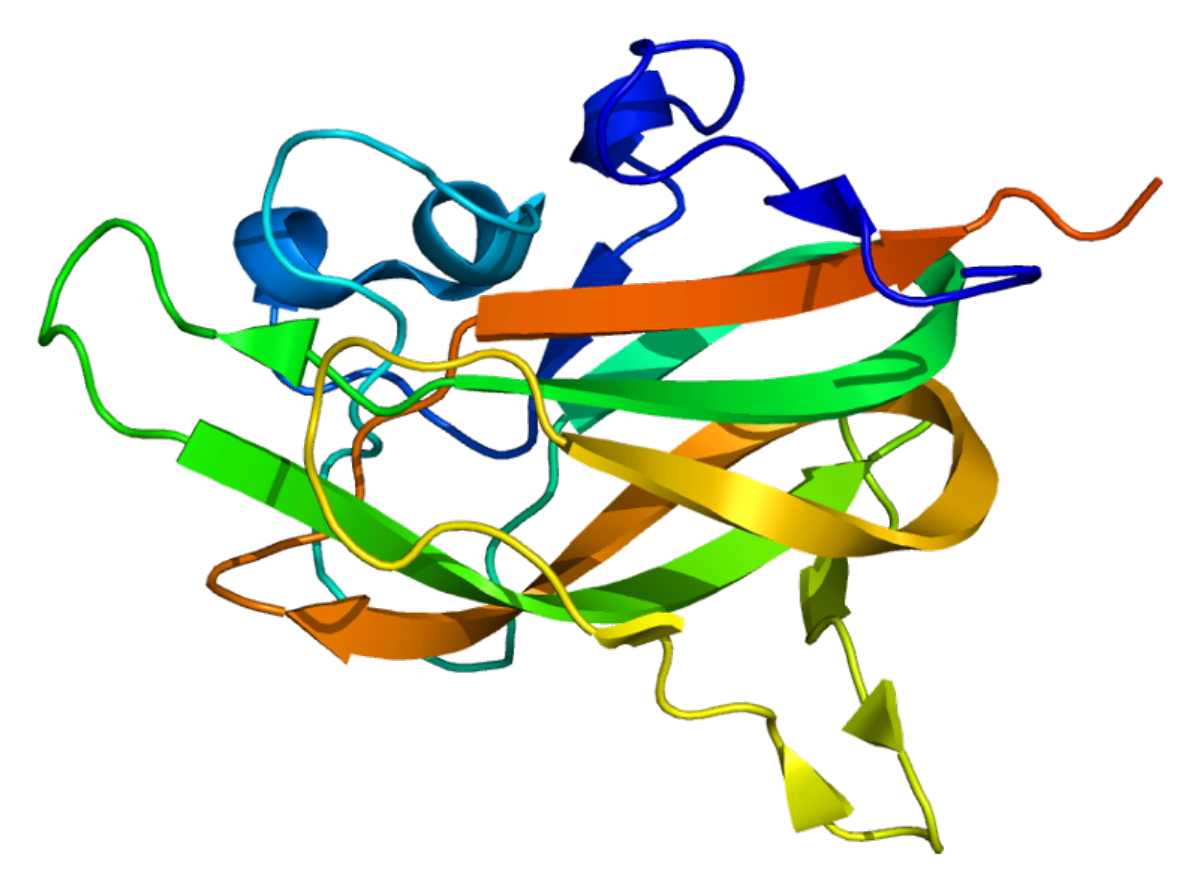 Neuropilin 1