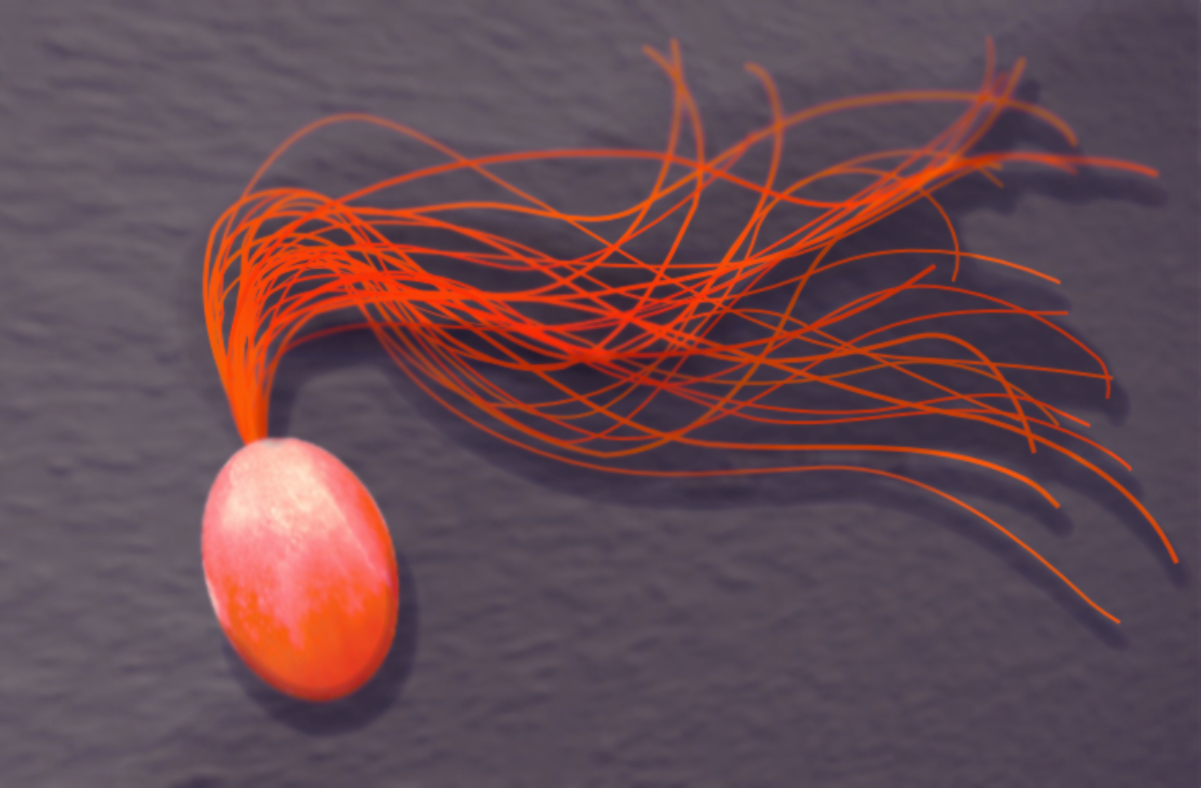 Organisms Archaea Pyrolobus Fumarii Pictures Images