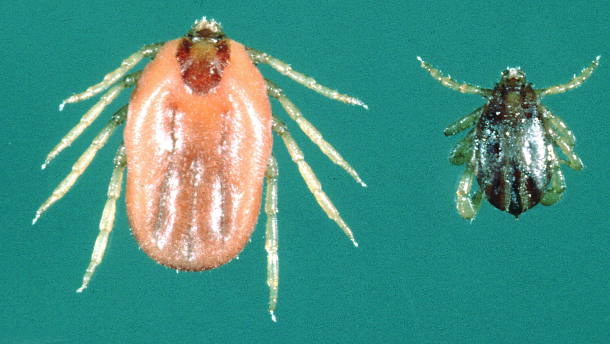 Rhipicephalus Sanguineus Life Cycle