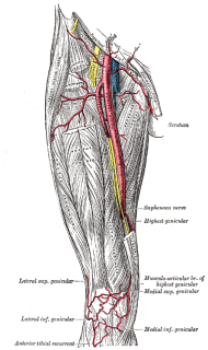 Descending Genicular Artery JaypeeDigital | EBook Reader