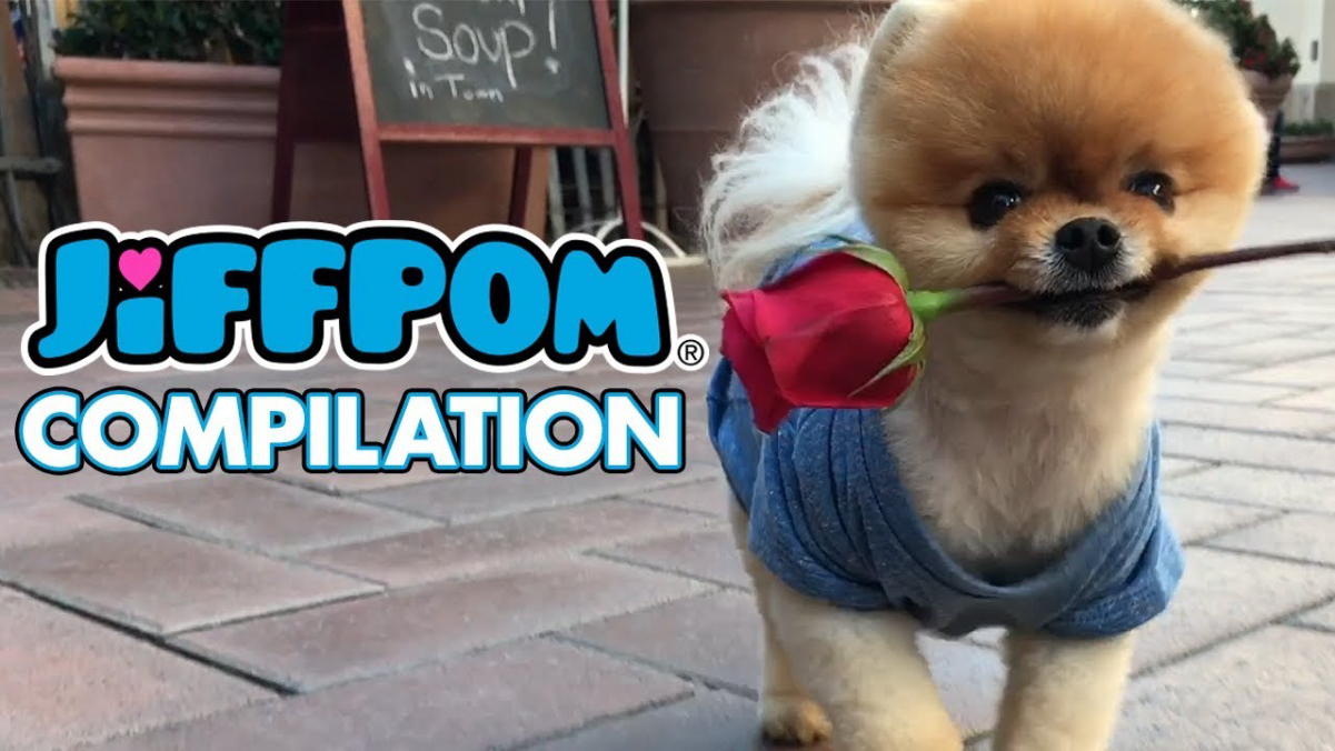 JiffPom Wiki