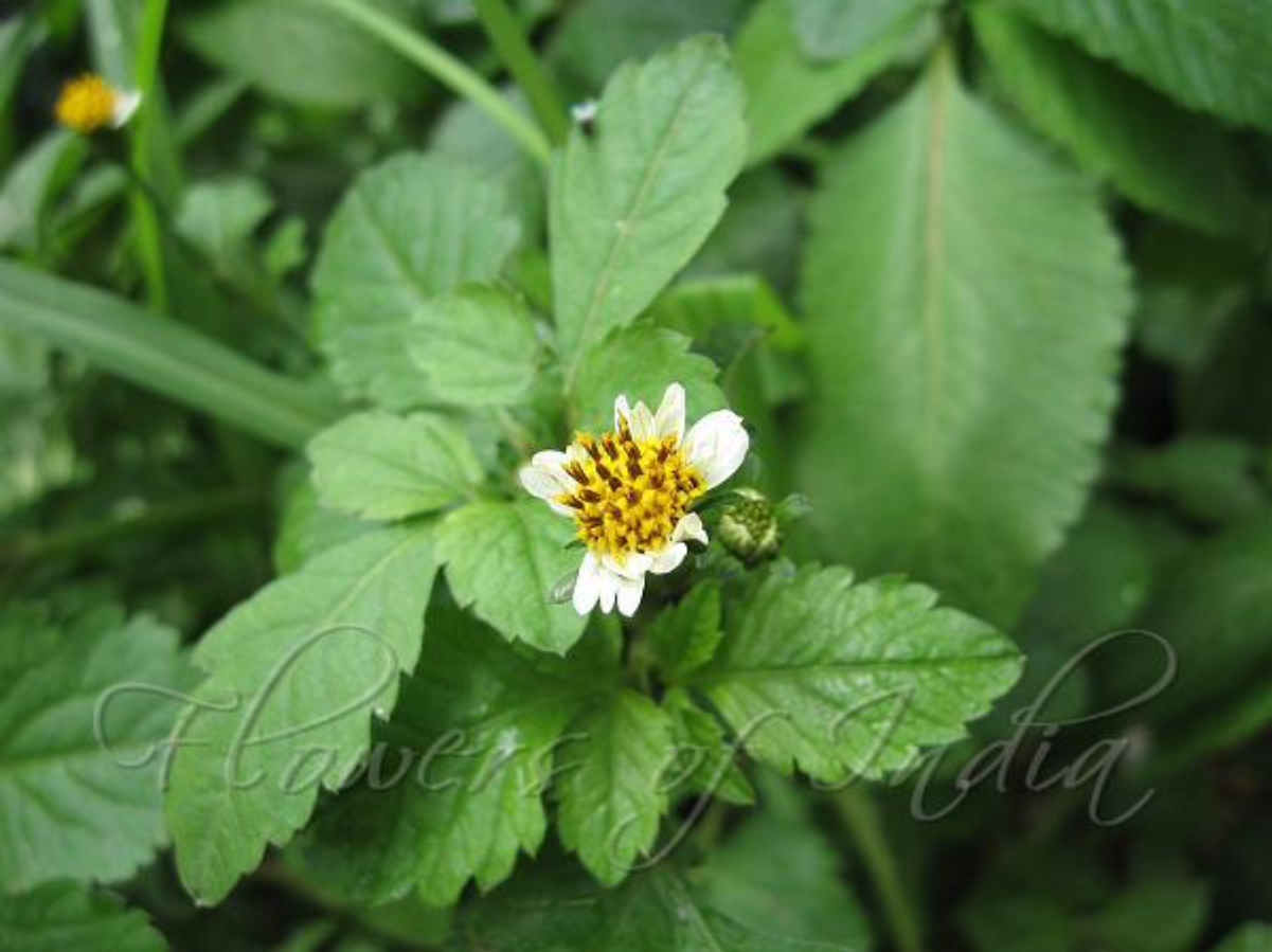 Nuke-Noh (Tridax procumbens) Wiki