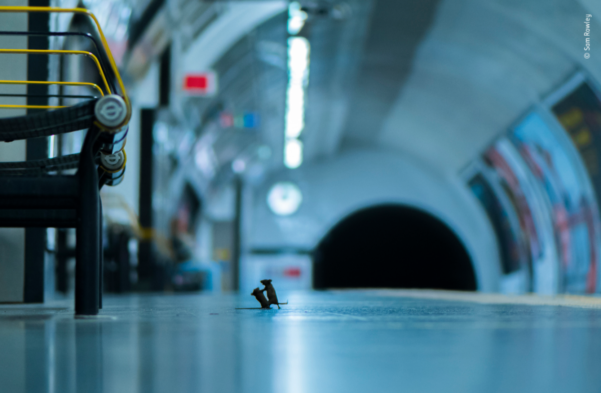 Station Squabble Wiki